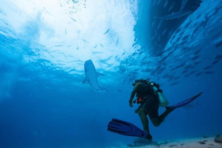 When to Dive in the Maldives: Month-by-Month Seasonal Guide - The ...